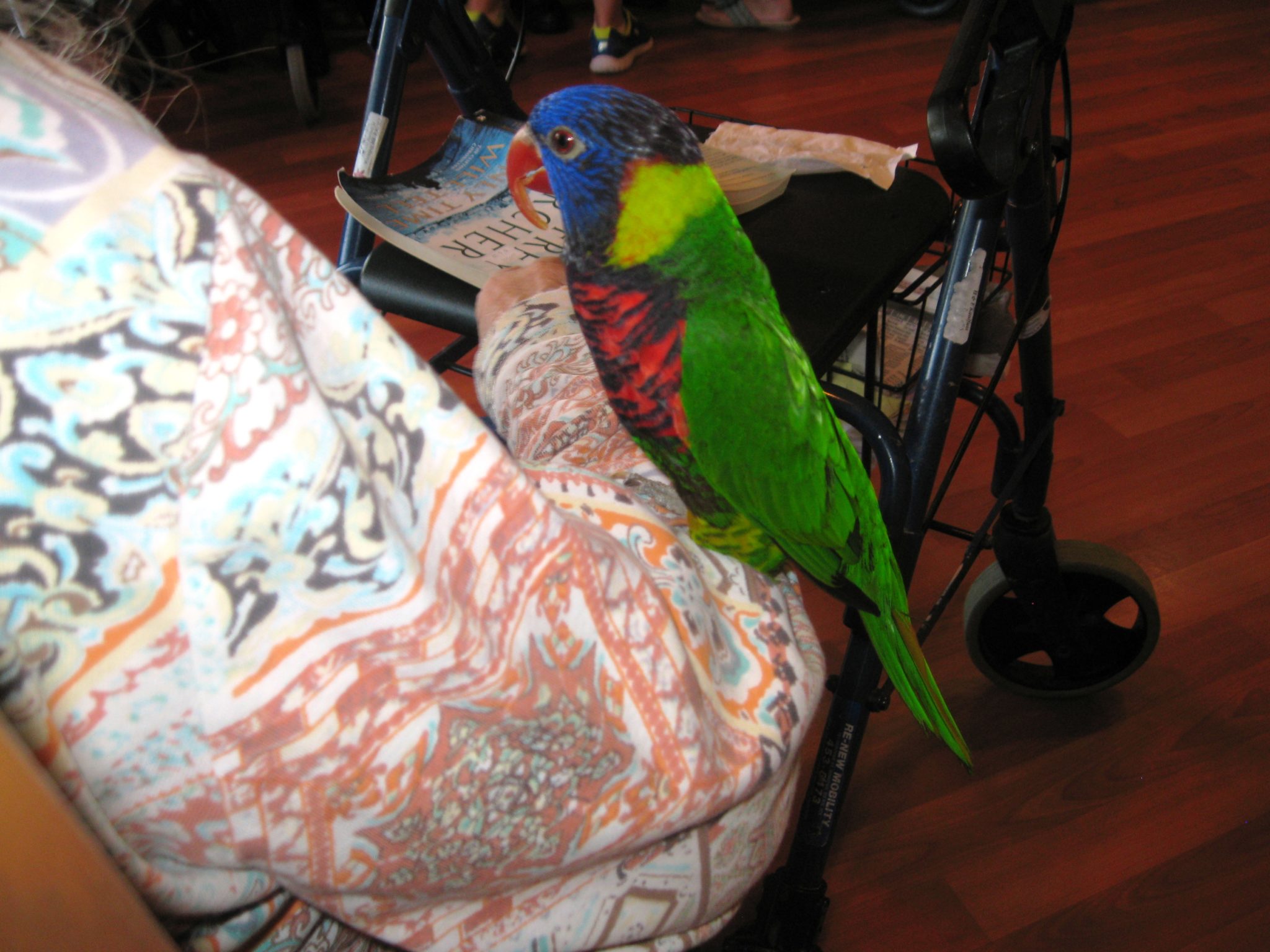 The Saul & Claribel Simkin Centre » Fun with Birds | The Personal Care ...